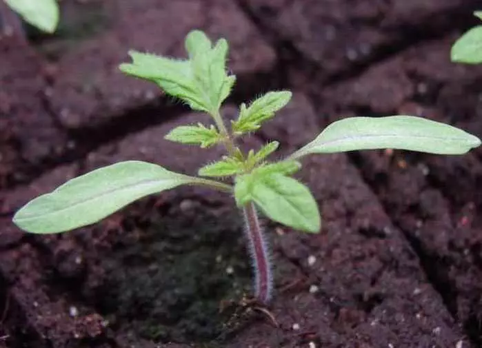 Seedlings tomato - Nagtubo