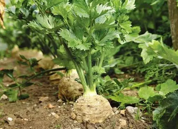 Sa pagtanom seedlings sa celery