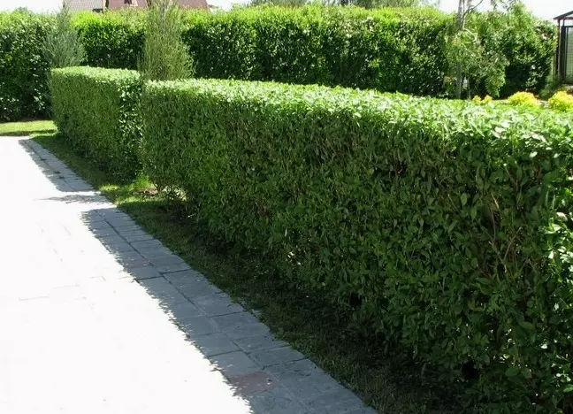 Living Hedges zuhaixkak