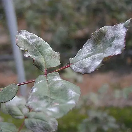 Puffy ìri lori awọn Roses