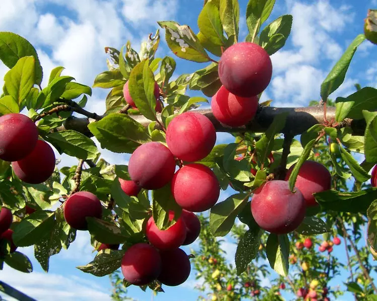 Maitiro ekukura plum kubva kune pfupa?