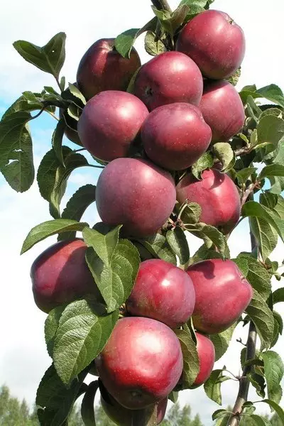 Colon's Apple Trees - Varieties.