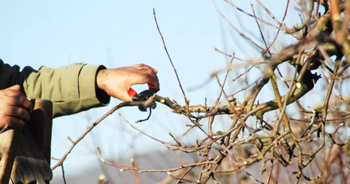 Apple-bomen krimpen in de lente - deadlines en regels van trimmen voor beginners