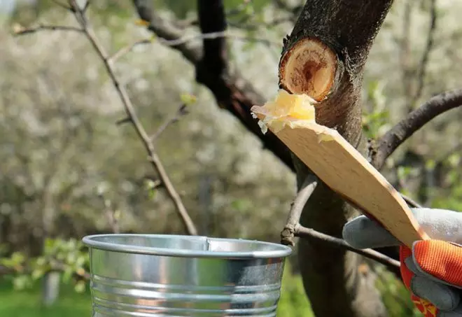 Premsar les pomeres a la primavera - terminis i regles de retallada per a novells 125822_2