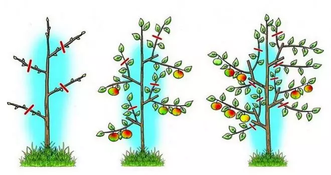 Premsar les pomeres a la primavera - terminis i regles de retallada per a novells 125822_3