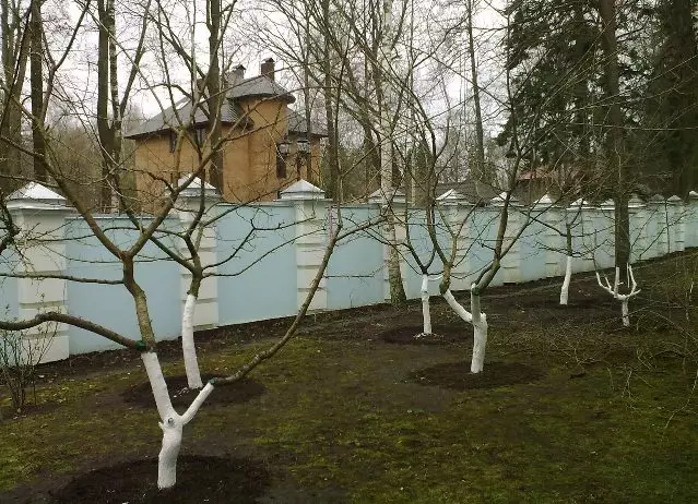 Trimmen van appelbomen in de herfst