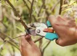 Herfst trimmen appelbomen