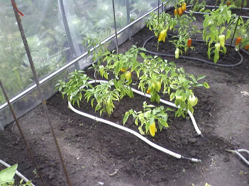 Gutonyanga Kuvomera muri Greenhouse