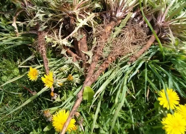 Dandelion-radiko - medicinaj trajtoj kaj kontraŭindikoj