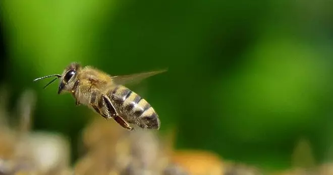 Abeille Bite - Comment enlever la tumeur?