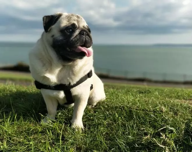 Pug