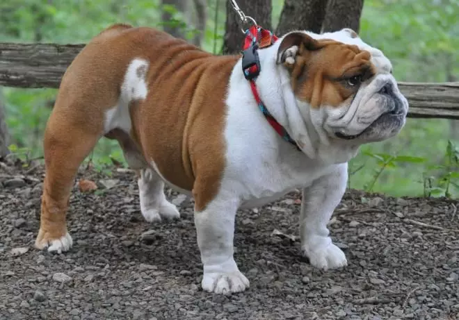 ინგლისური Bulldog