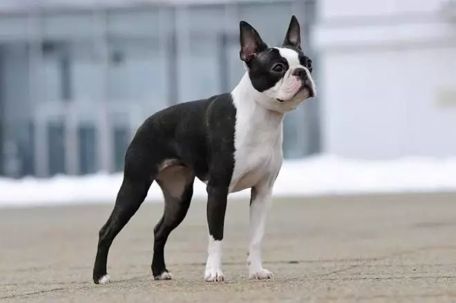 Bostoni terrier