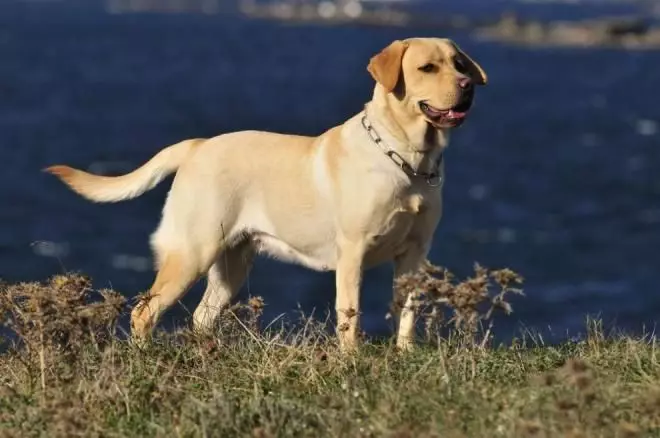 Labrador.