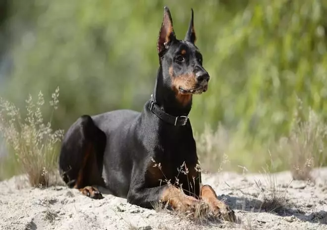 Doberman.