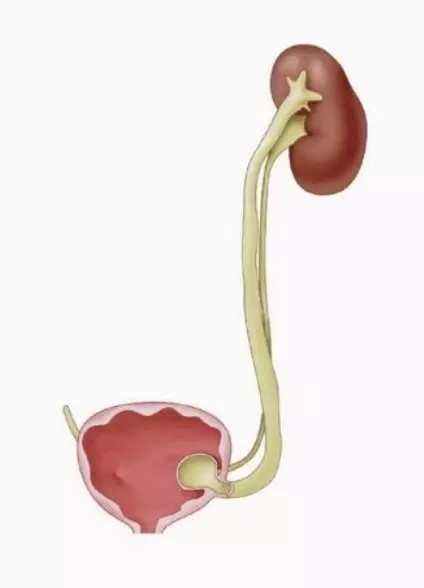 Ureterais - construção e funções