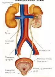 Ureters struktur