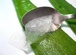 Treatment of stomach Aloe.