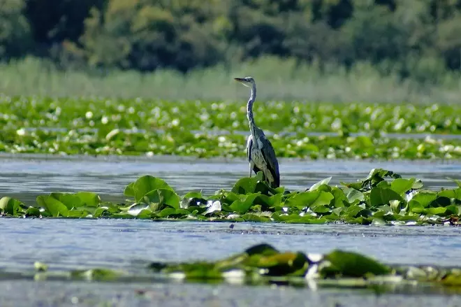 Birds Reserve