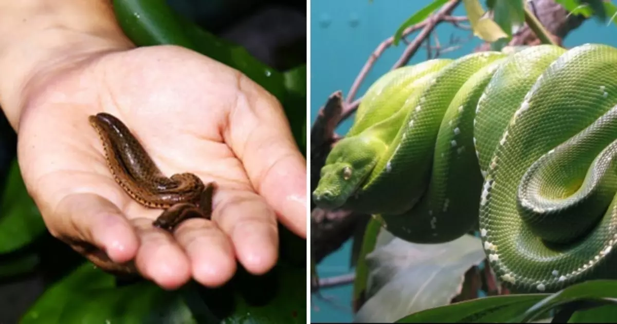 6 das criaturas máis perigosas que habitan en Amazon