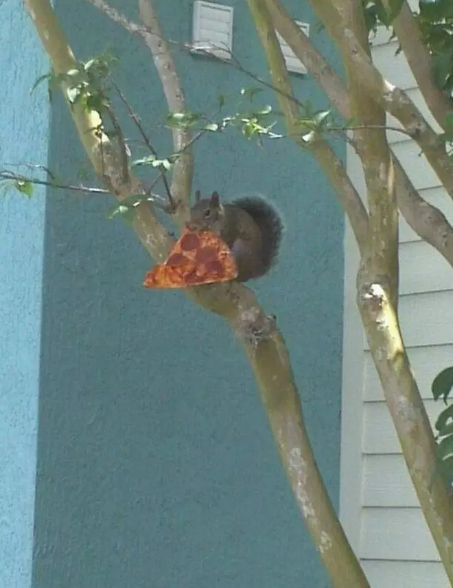 squirrel