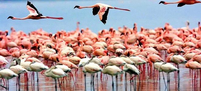 Lake Manyara Nasjonaal Park