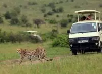 Safari