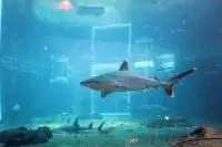 O Aquarium máis grande
