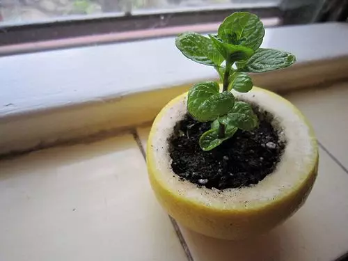 Plantidoj en citruso