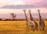 Girafas em Amboseli.