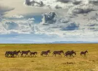 Zebras em Amboseli.