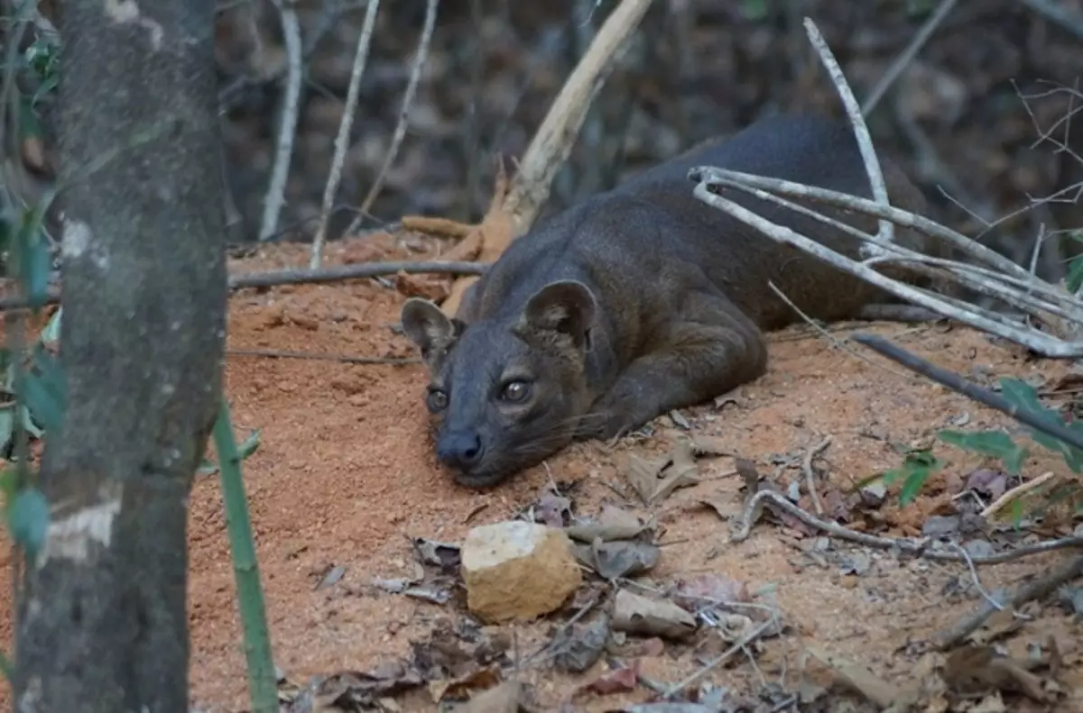 Fossa.