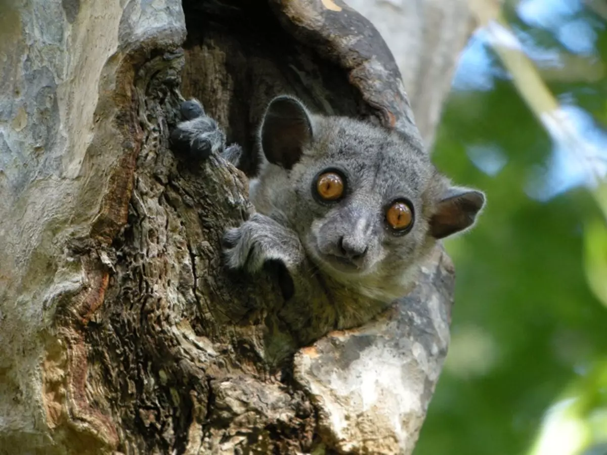 Punduris lemurs