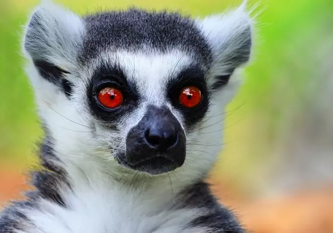 Lemuri.