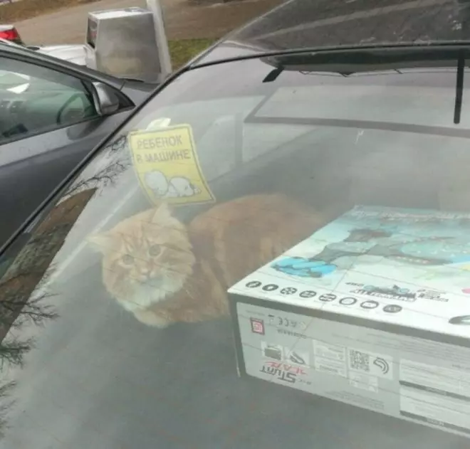 Chat dans la voiture