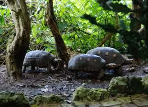 Tortues à pattes rouges dans la réserve de la faune