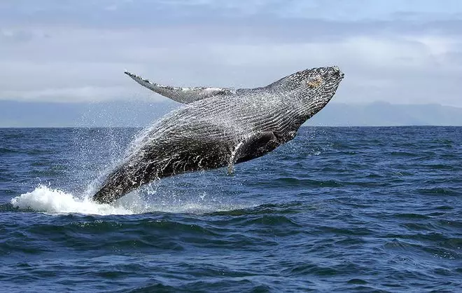 Humpback Whale at Samana Peninsula, დომინიკის რესპუბლიკა