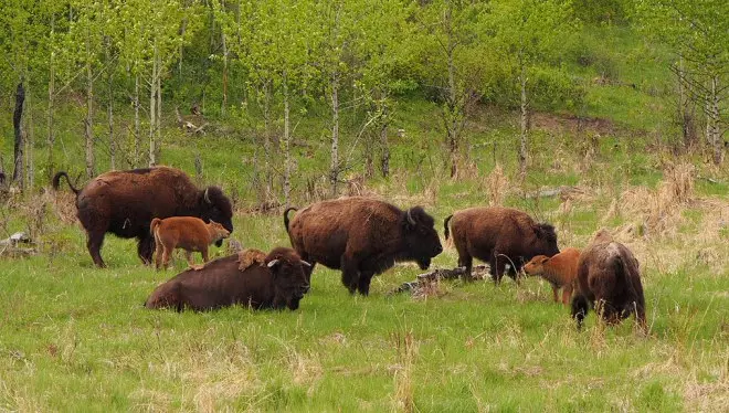 American Bison.