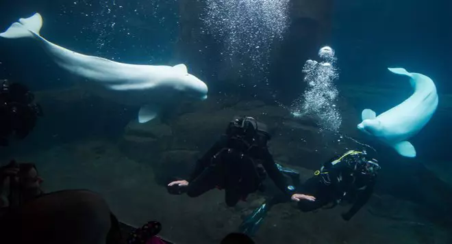 Aquarium Vancouver.