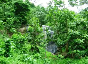 Planten in de buurt van de waterval