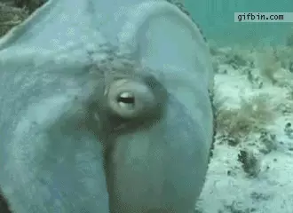 Octopws