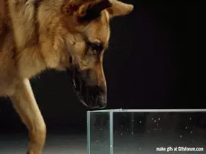 Pies i woda