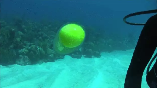 Uovo sotto l'acqua