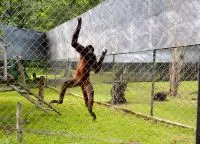 Monkey Spider-Shaped li Panama Zoo dijîn