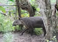 Tapir Amerîkî ya Navîn, dijîn Panama Zoo
