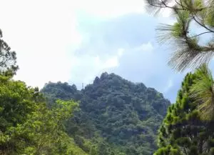 Els boscos de coníferes de parc