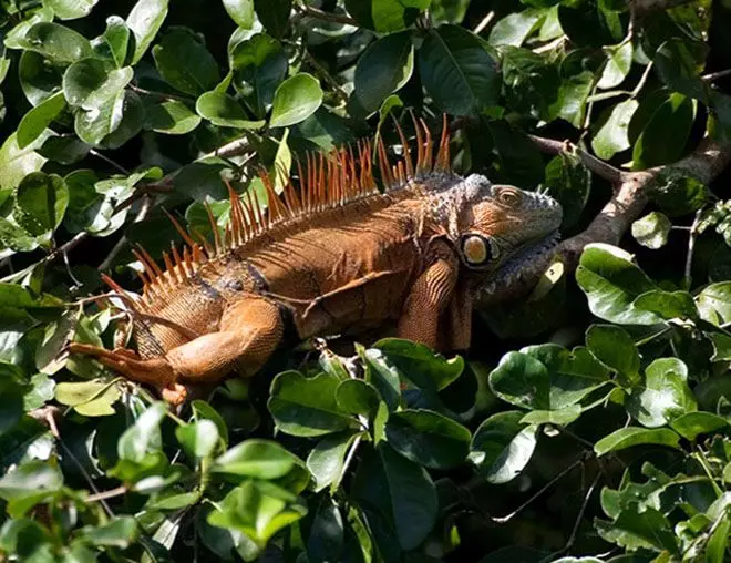 Iguana địa phương.