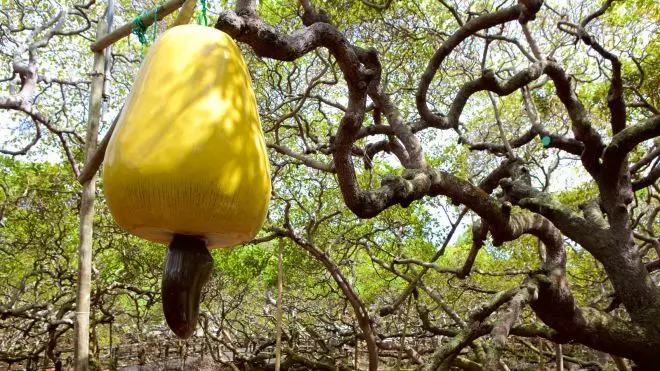 Pemë cashewing