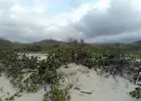 洛杉矶脆弱的海滩 - 岸上的植被