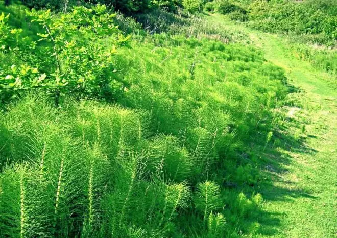 Horsetail